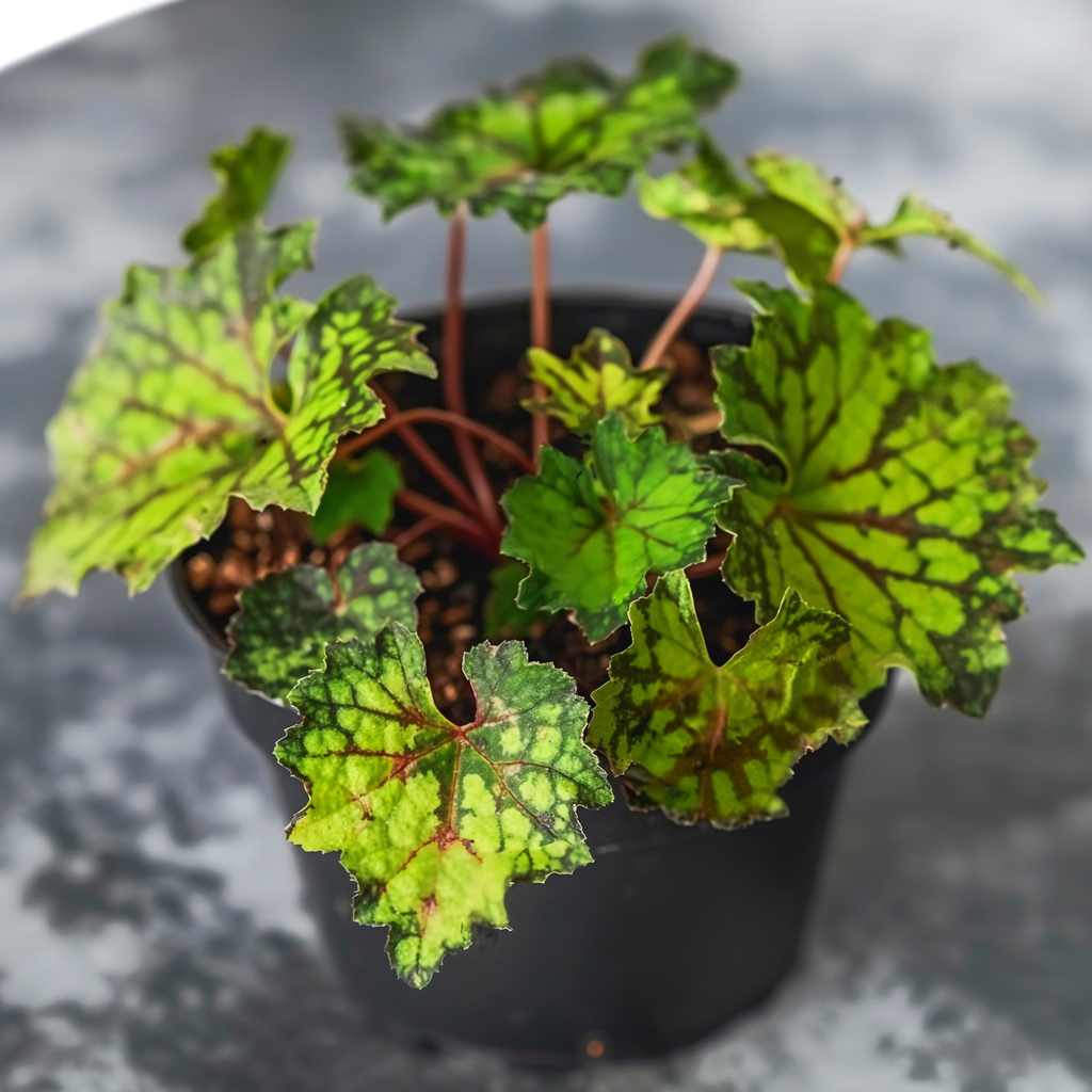 Begonia Geometry Houseplant – Heritage Apothecary