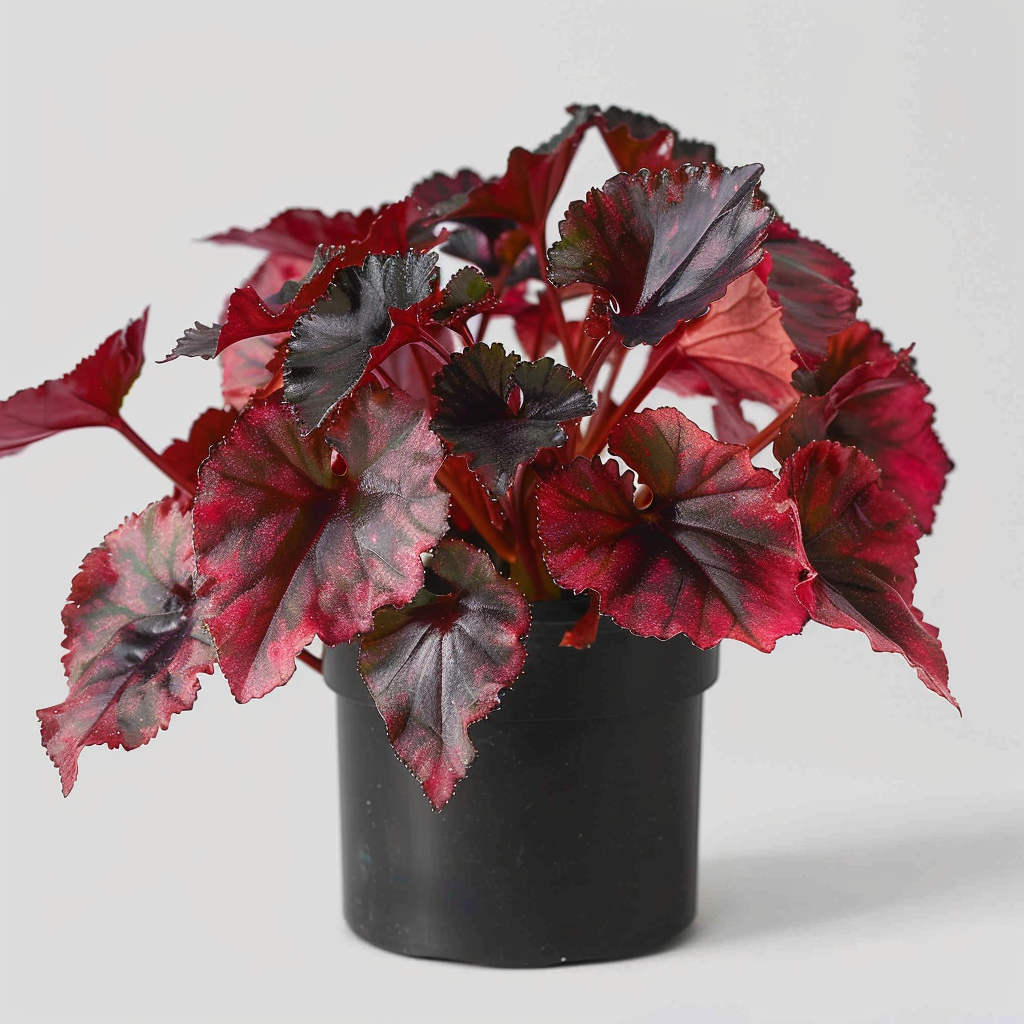 Begonia Red Slippers Houseplant – Heritage Apothecary