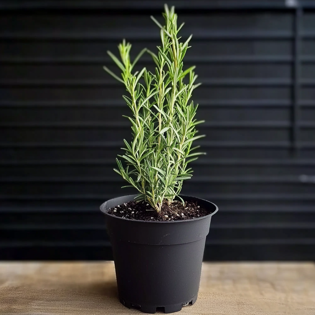 Rosemary ‘Barbecue’ – Culinary & Ritual Herb Seedling – Heritage Apothecary